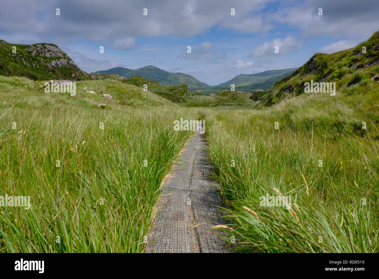 Hiking wood boardwalk leading the way through high grass towards ...
