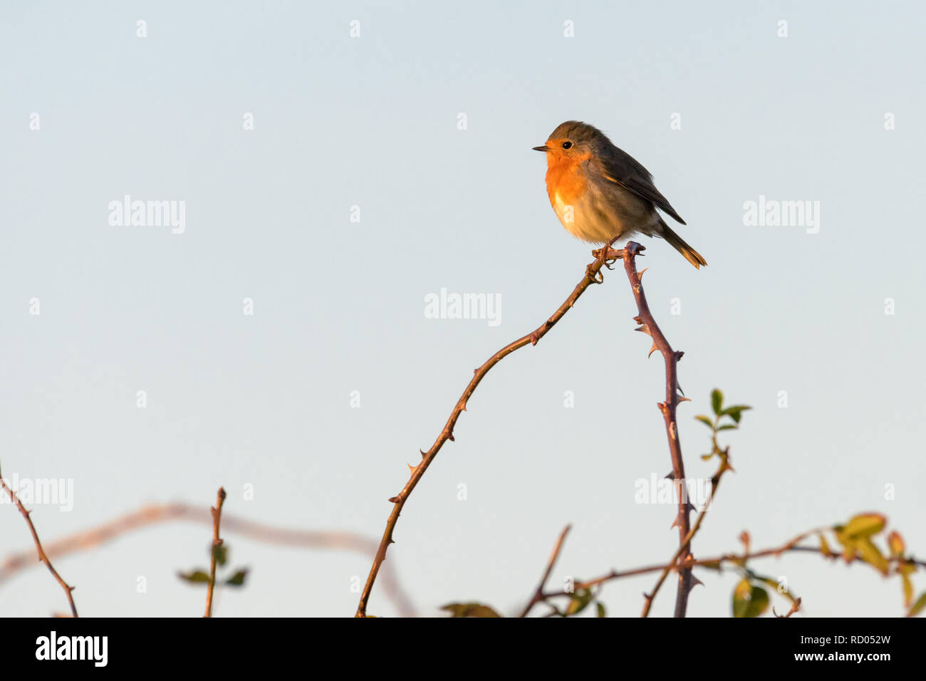 Red chest robin hi-res stock photography and images - Alamy