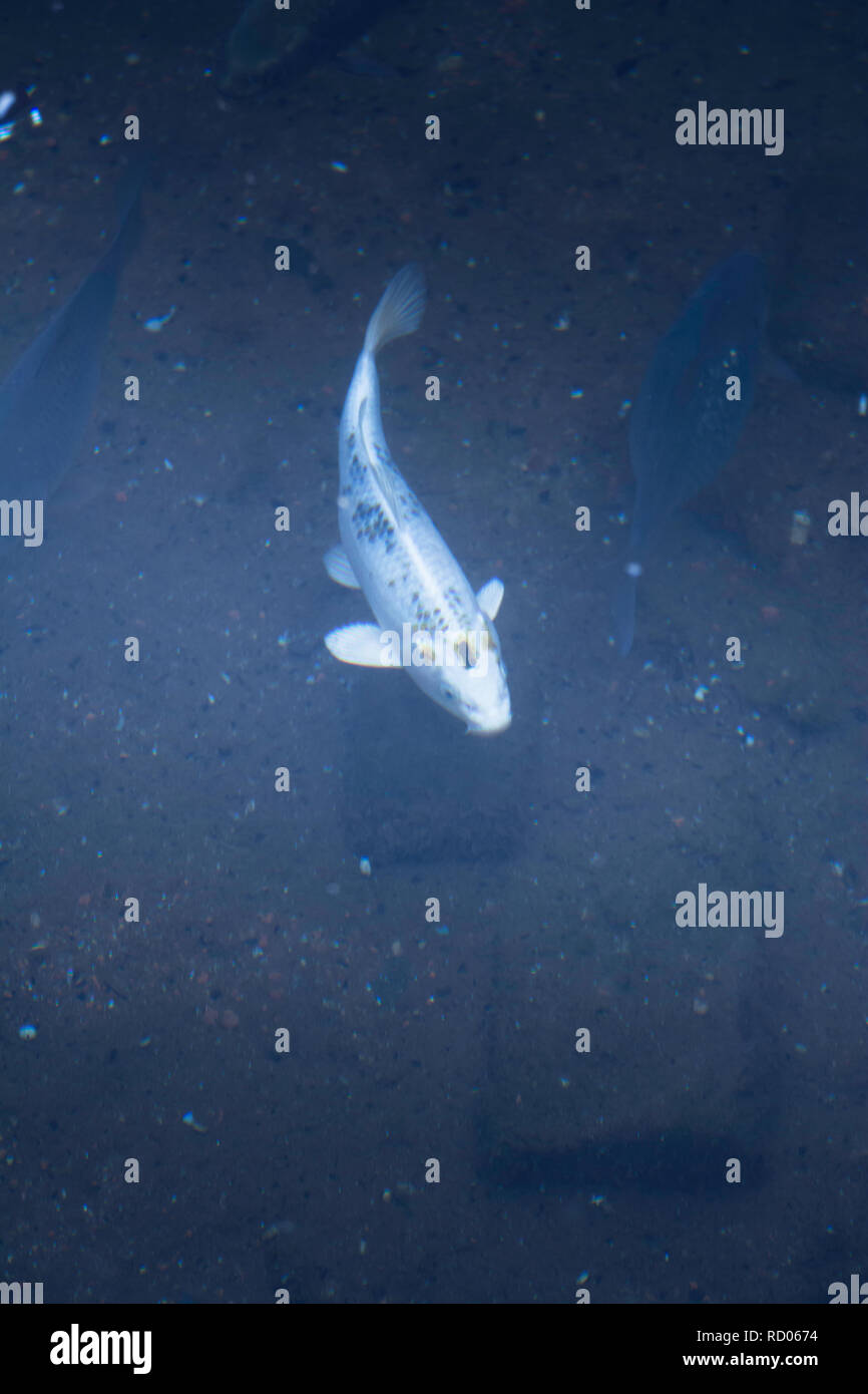 White fish swimming on deep dark water Stock Photo - Alamy