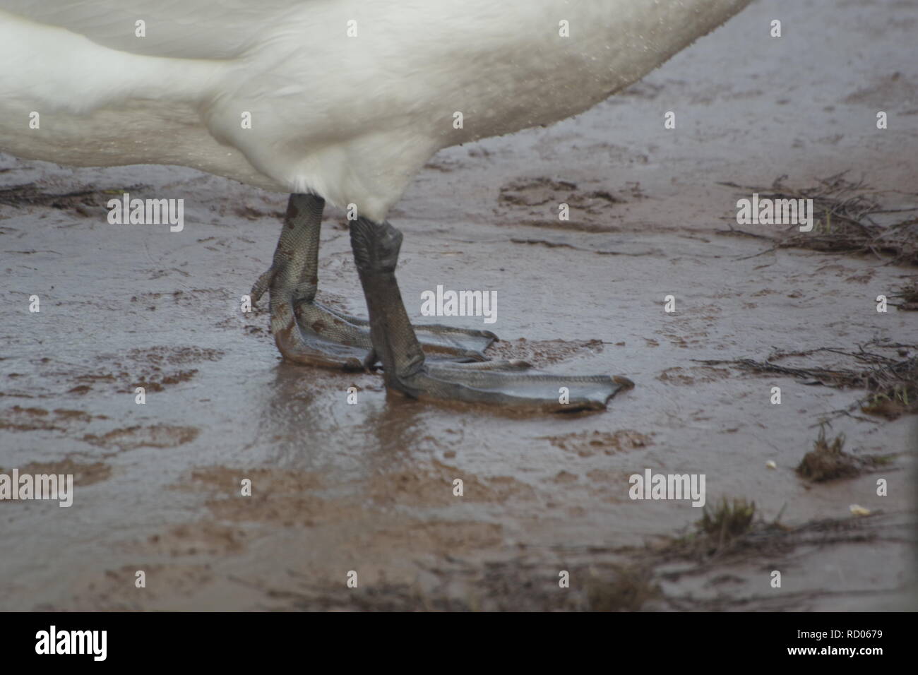 Webbed Neck Stock Photos & Webbed Neck Stock Images - Alamy