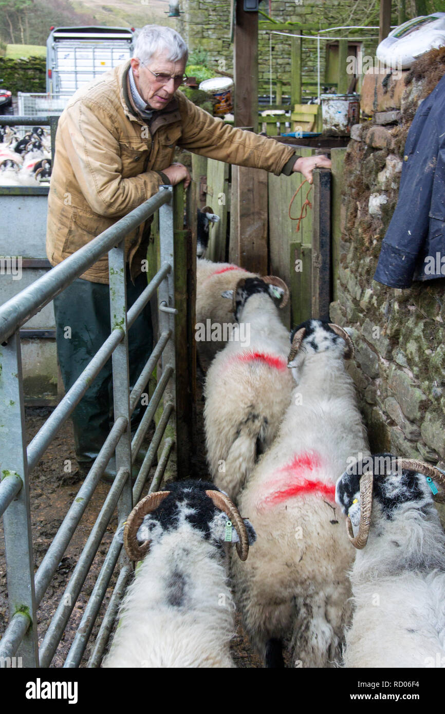 Sheep gates hi-res stock photography and images - Alamy