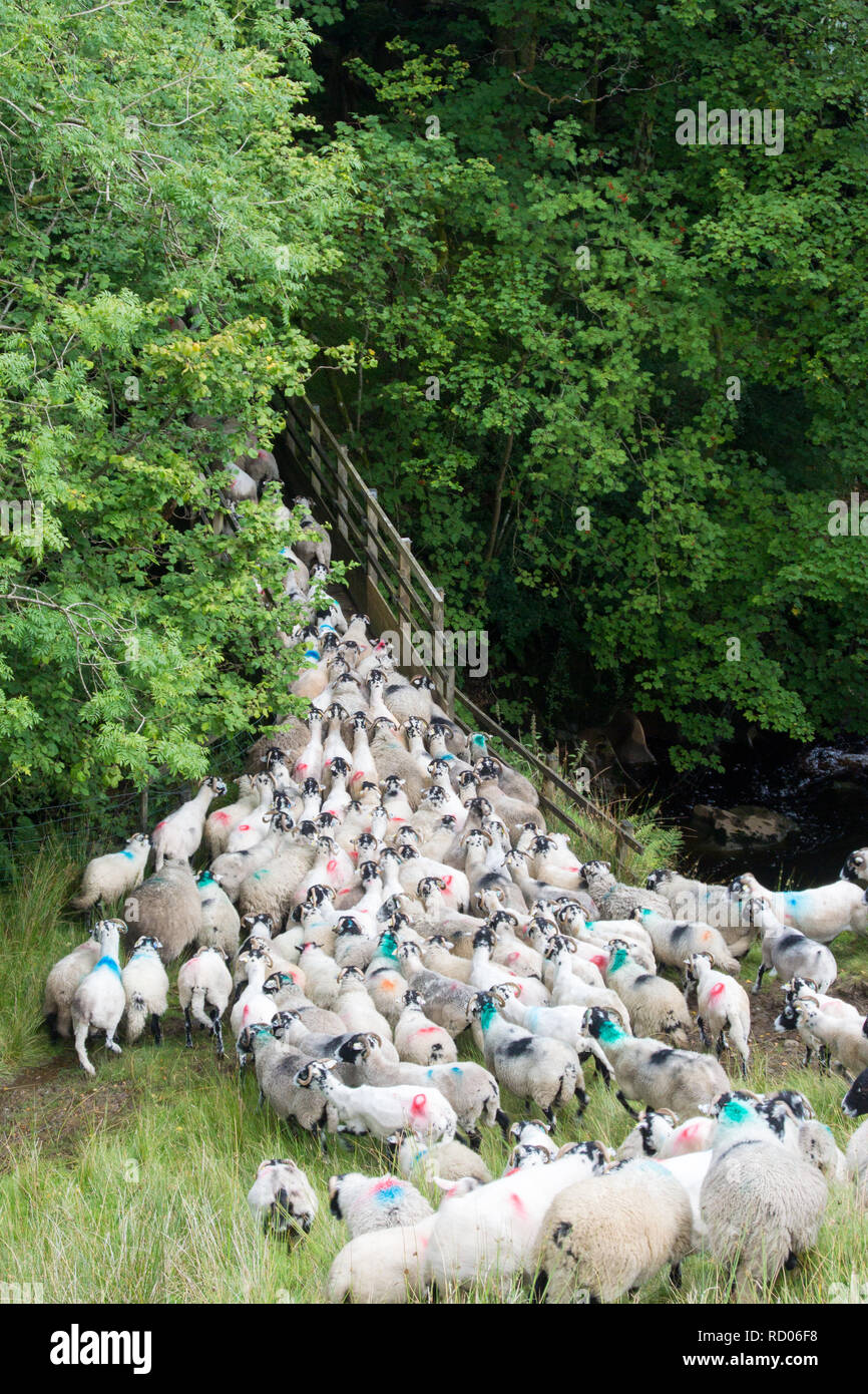 Shepherd gathering flock of hill sheep off moorland in the autumn near ...