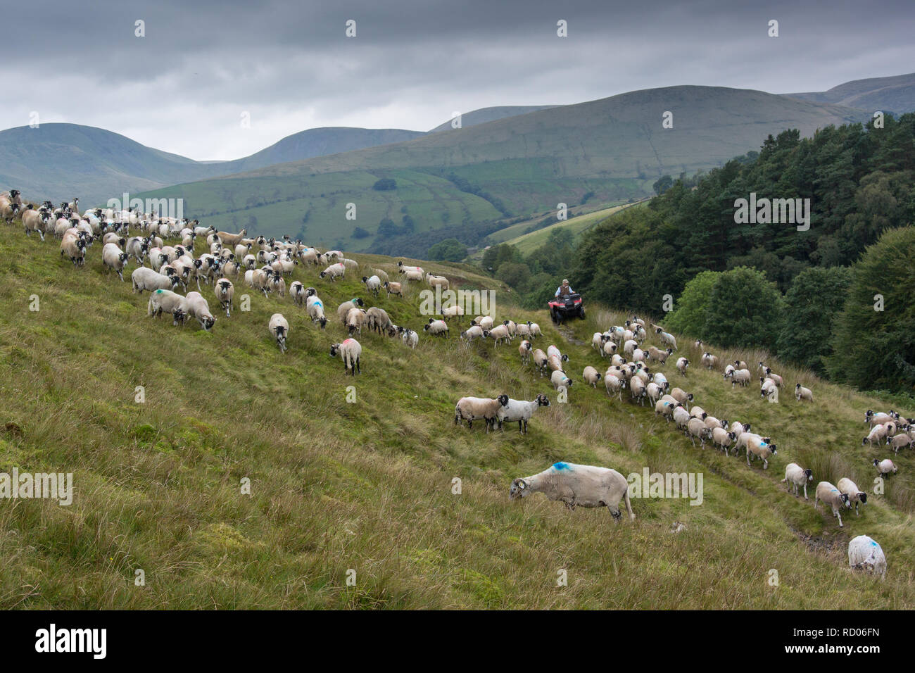 Shepherd gathering flock of hill sheep off moorland in the autumn near ...