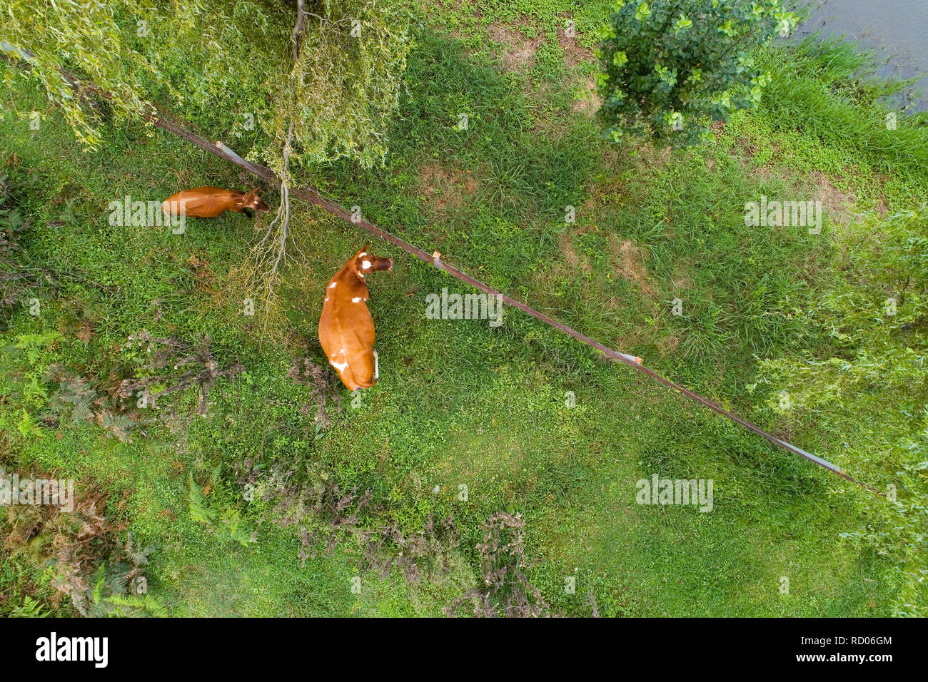 Top view of the cow and calf. Aerial photography Stock Photo - Alamy