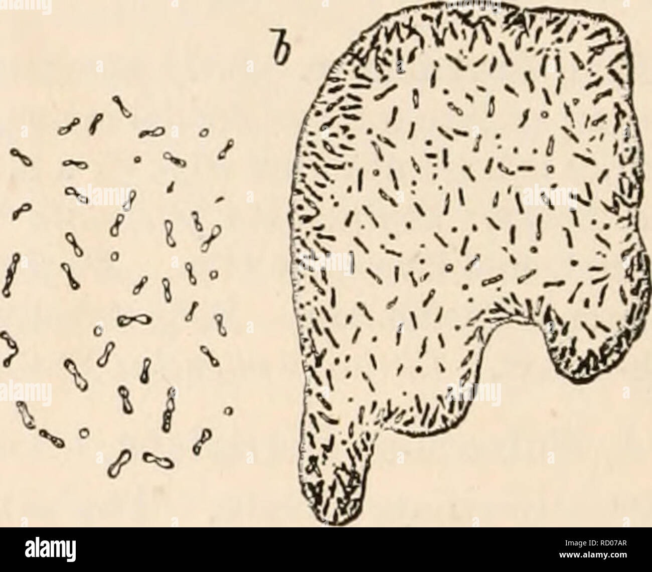 . Elementary text-book of zoology, tr. and ed. by Adam Sedgwick, with ...