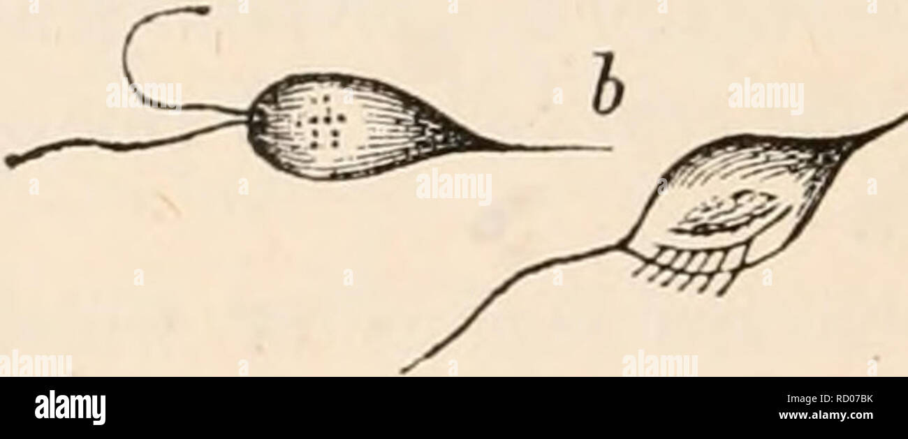 Cercomonas hi-res stock photography and images - Alamy