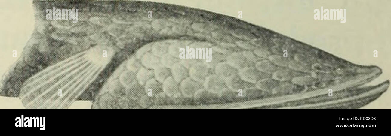 . The depths of the ocean; a general account of the modern science of ...