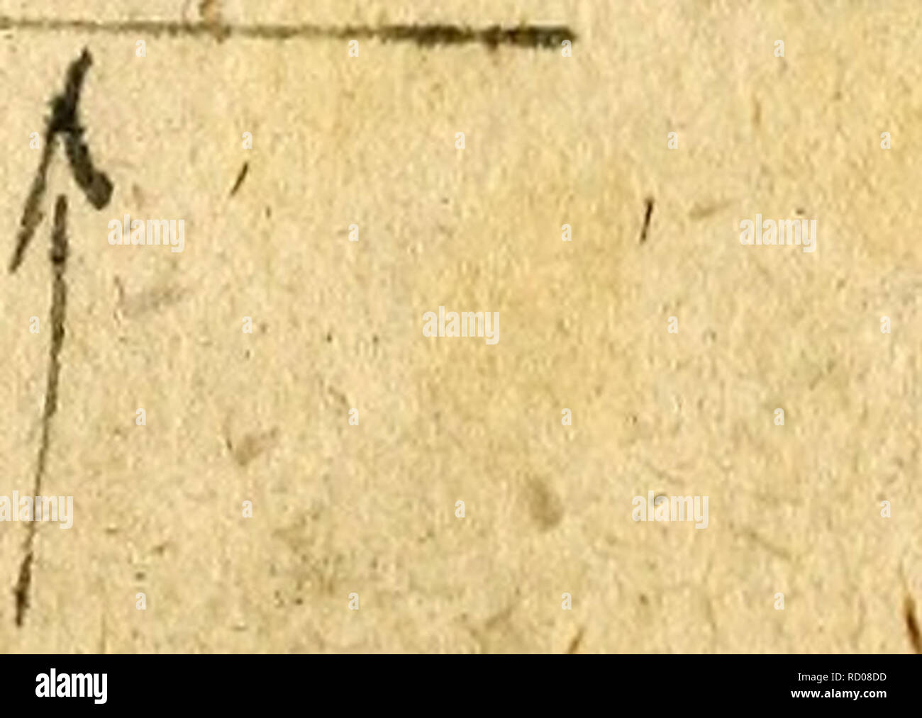 Muscos hi-res stock photography and images - Alamy
