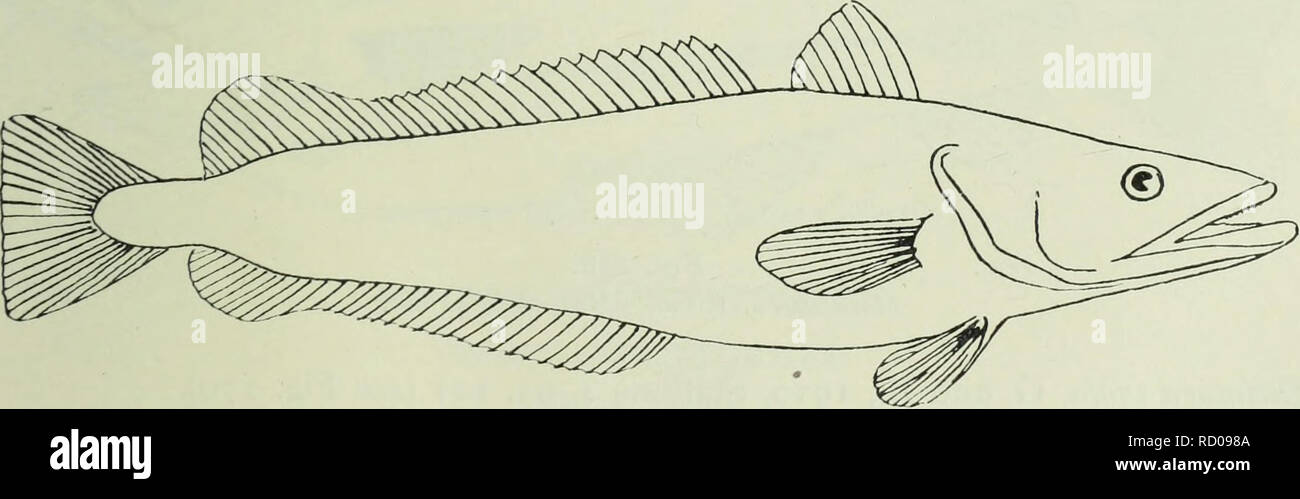 Merlangus vulgaris hi-res stock photography and images - Alamy