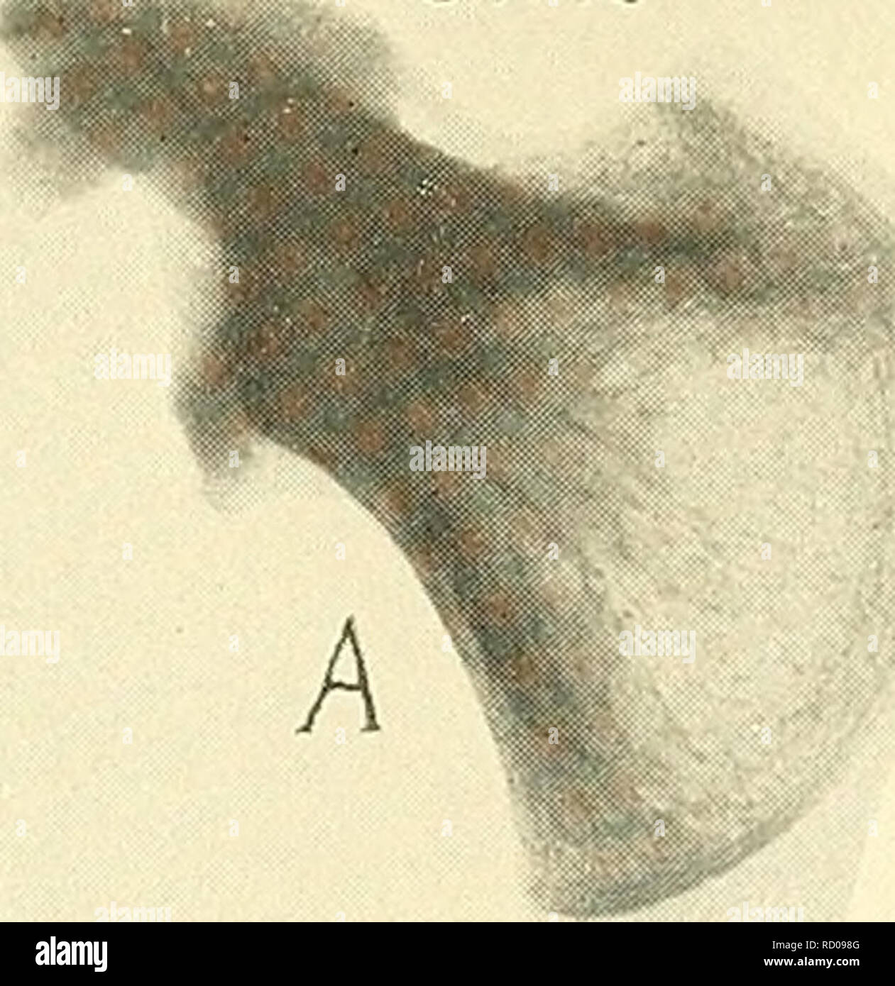 . A decade of progress in eugenics; scientific papers of the third ...