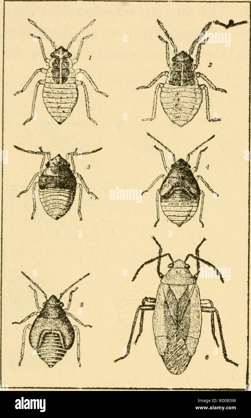 Chitin like skin hi-res stock photography and images - Alamy