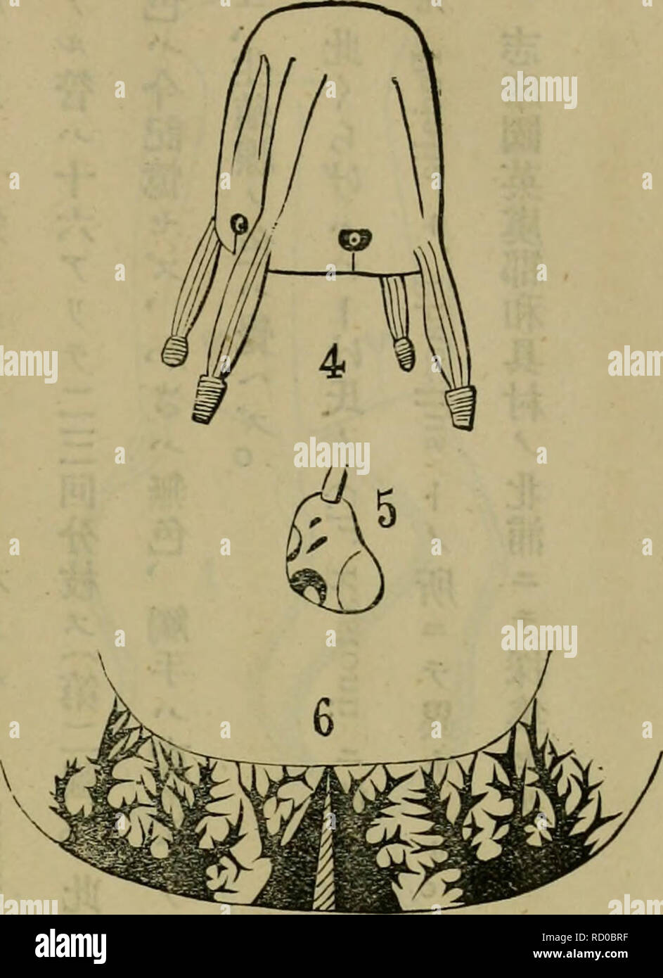 Rhopalia hi-res stock photography and images - Alamy