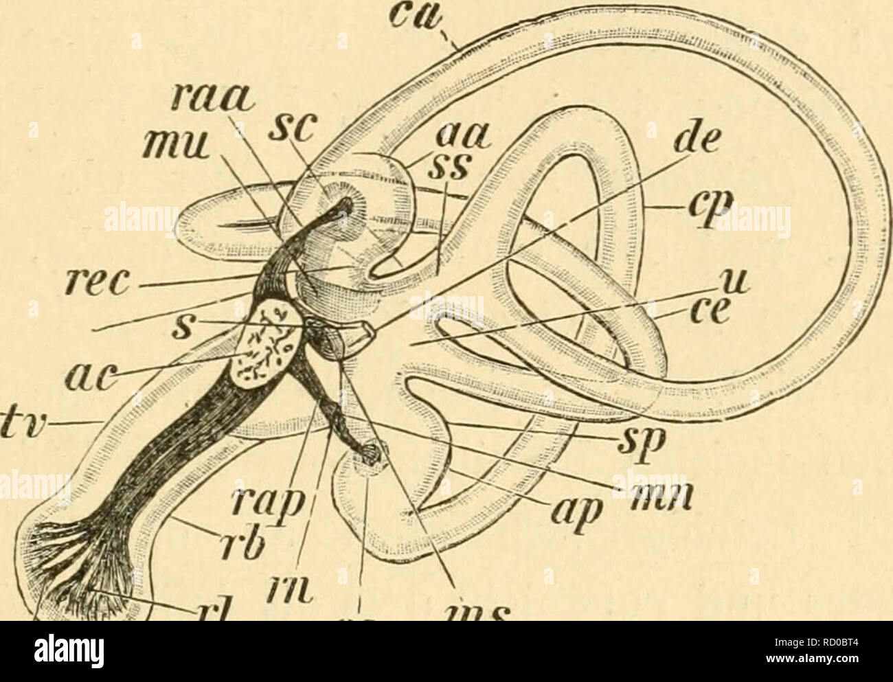. Der Bau der Vögel. Birds. Nervensystem u. Sinnesorgane. 129 ständig ...