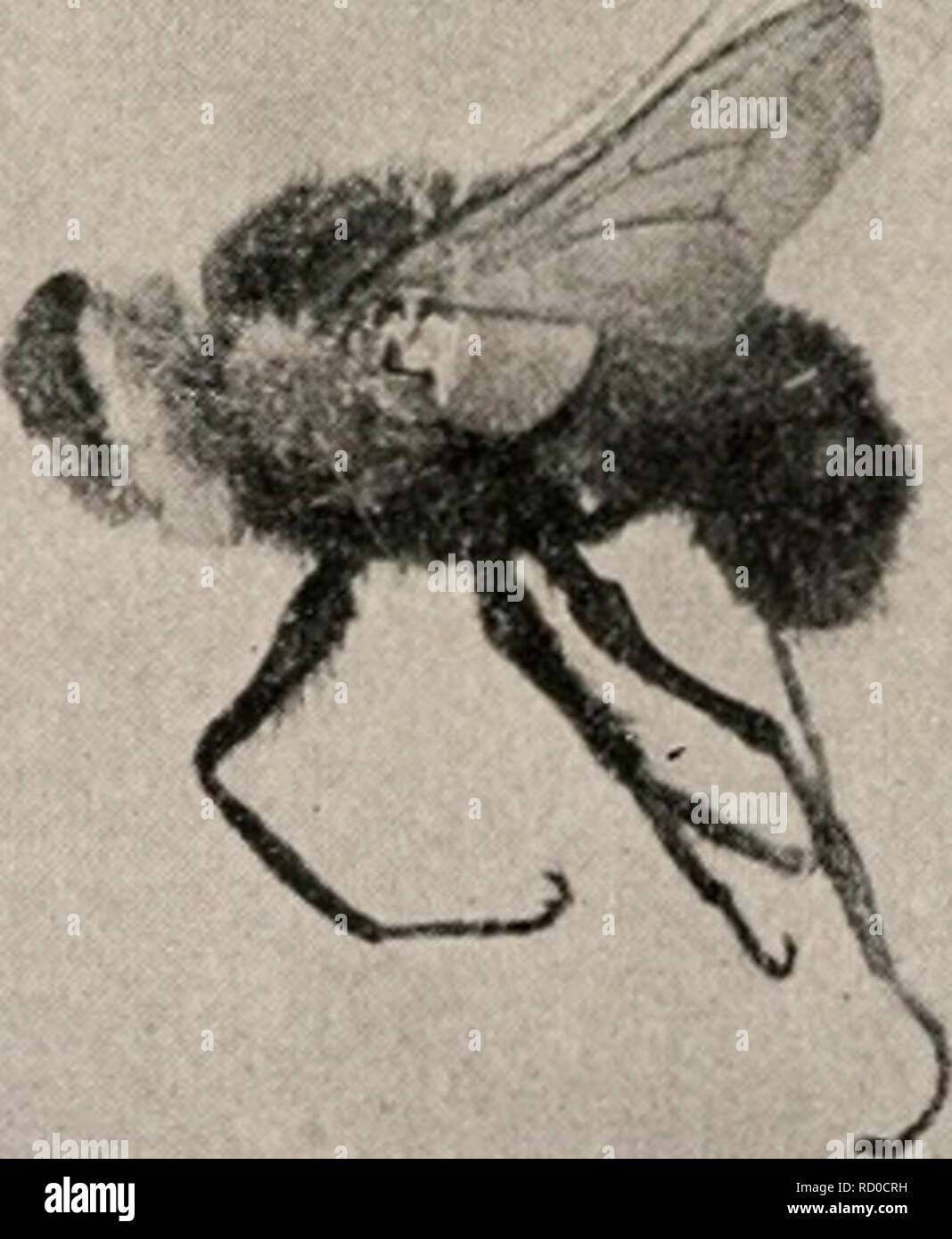 . Elementary textbook of economic zoology and entomology. Zoology ...