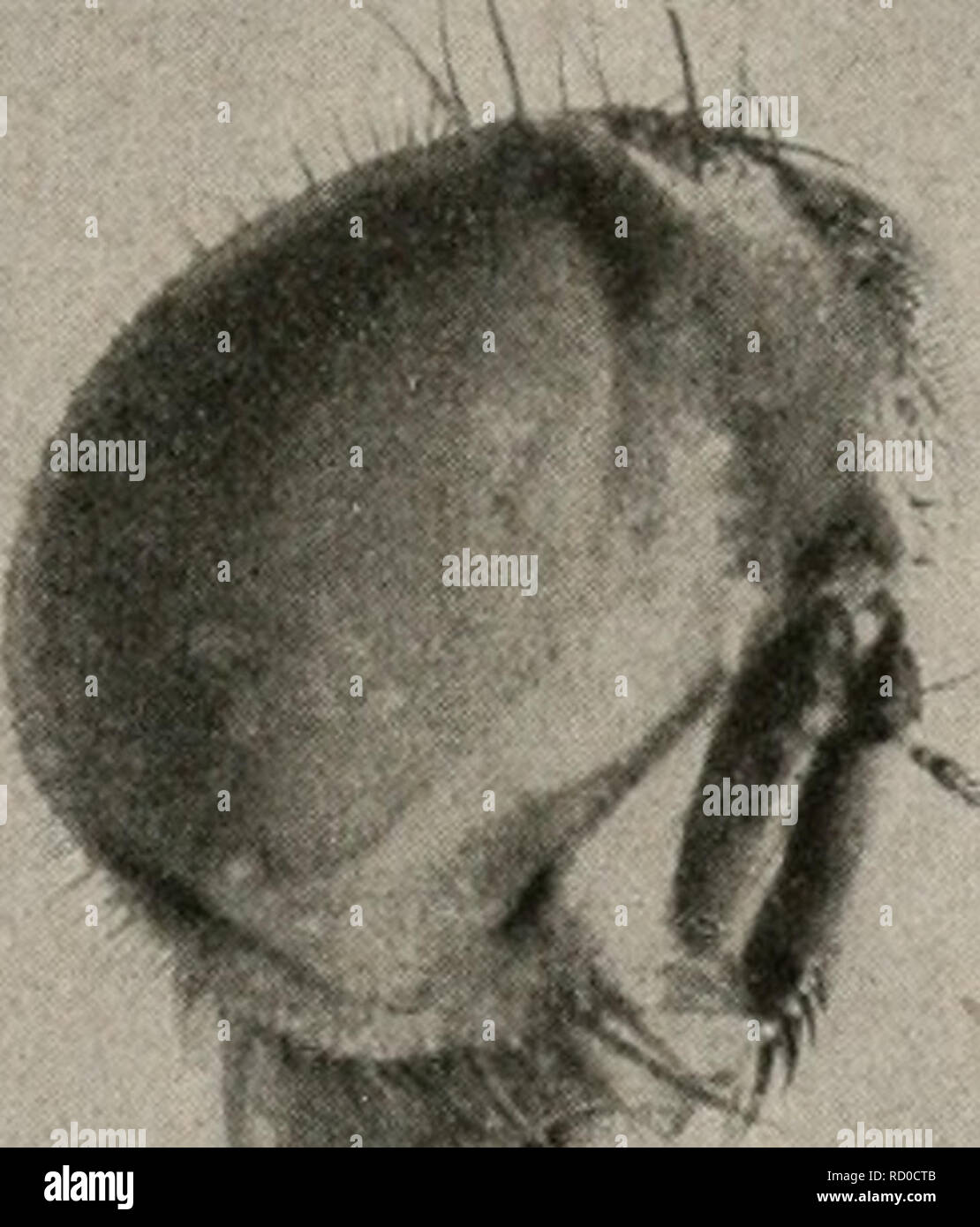 Little maggots hi-res stock photography and images - Alamy