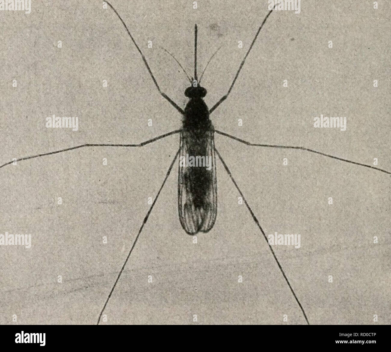 Anopheles Mosquito Female High Resolution Stock Photography and Images ...