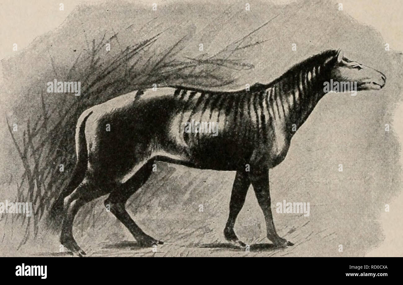 Orohippus hi-res stock photography and images - Alamy