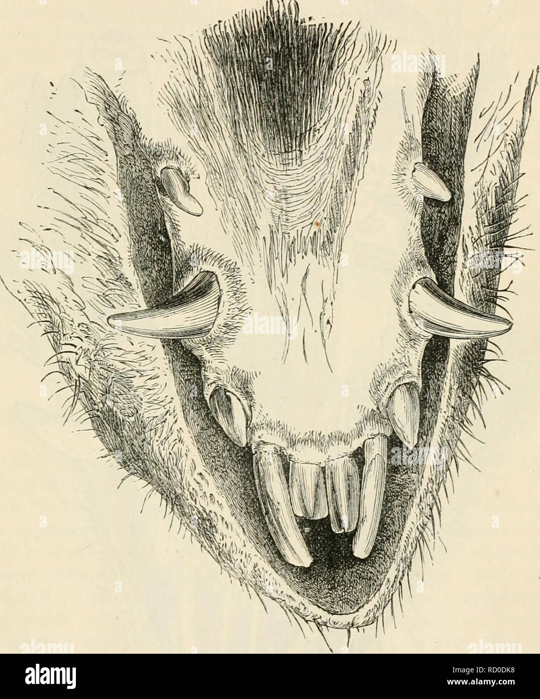 . Dentition as indicative of the age of the animals of the farm ...