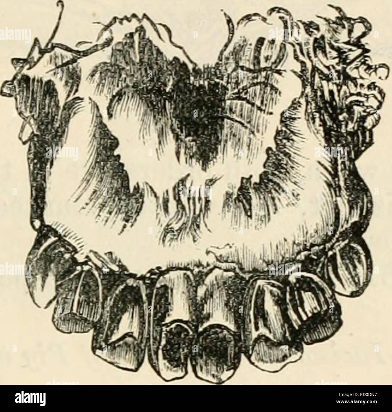 . Dentition as indicative of the age of the animals of the farm ...