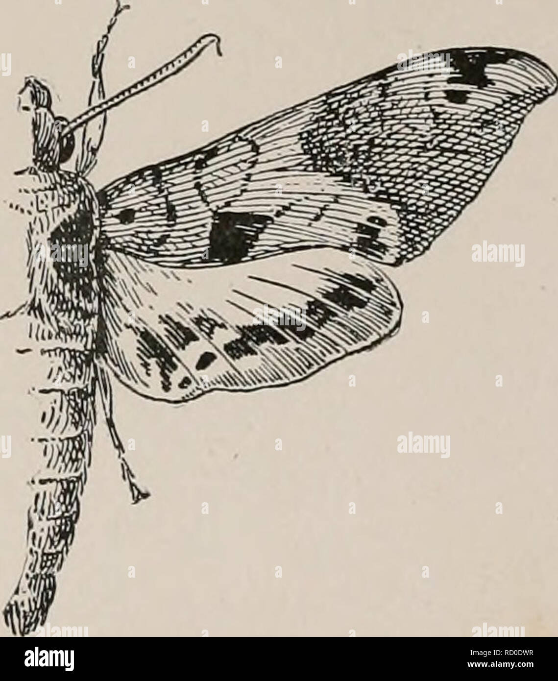 . The day butterflies and duskflyers of New England, how to find and ...