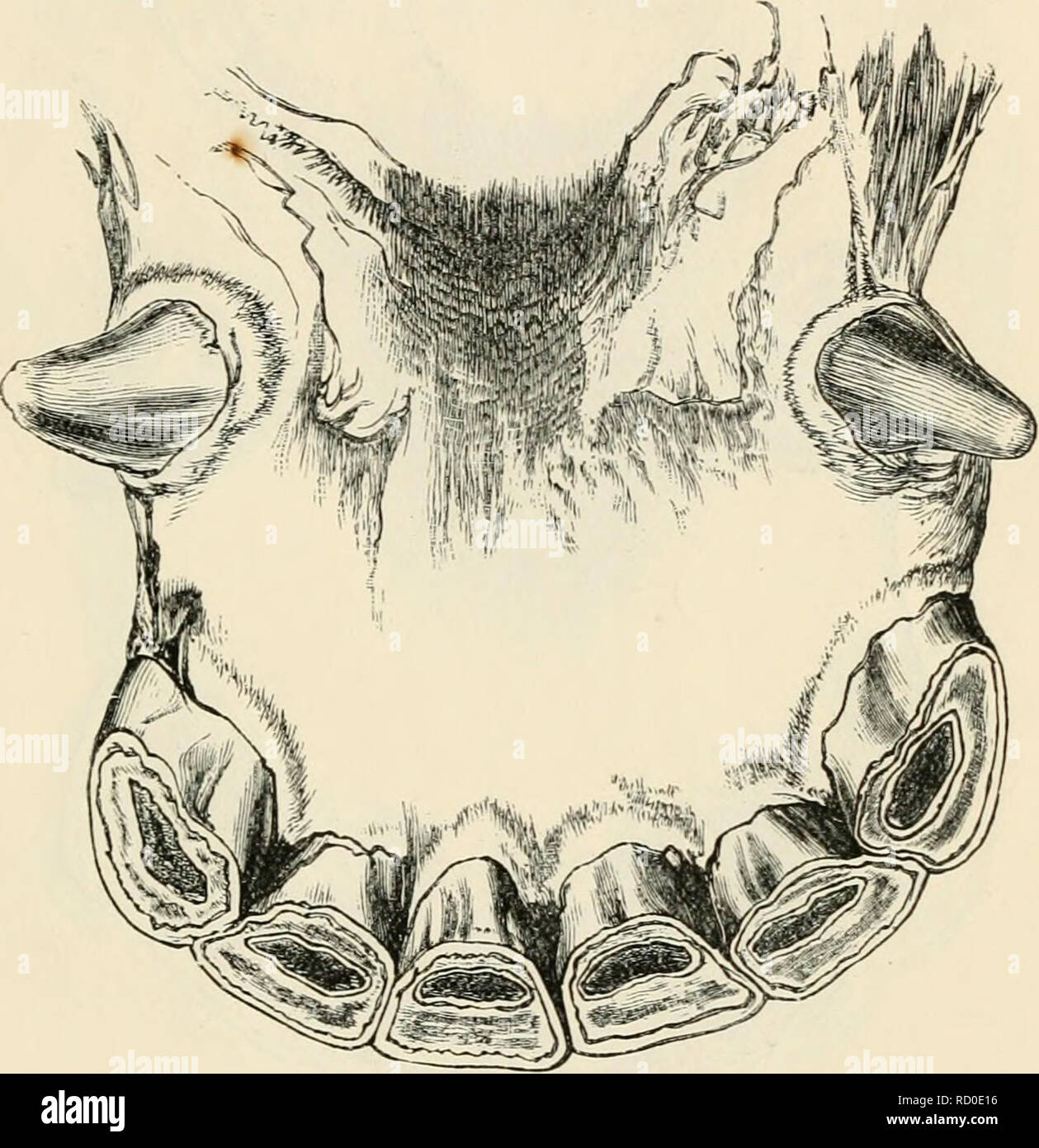 . Dentition as indicative of the age of the animals of the farm ...
