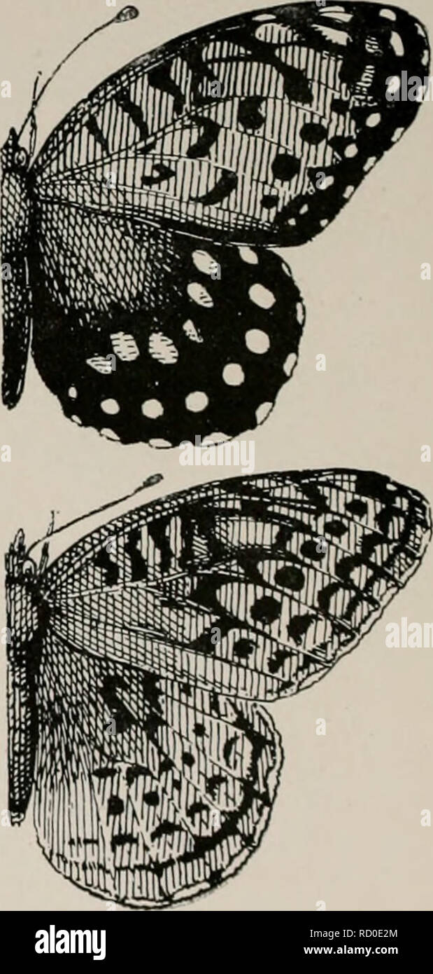 . The day butterflies and duskflyers of New England, how to find and ...