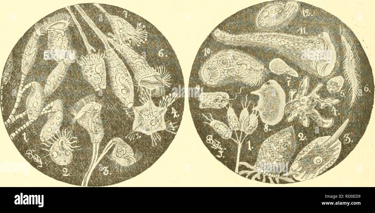 Stichotricha hi-res stock photography and images - Alamy