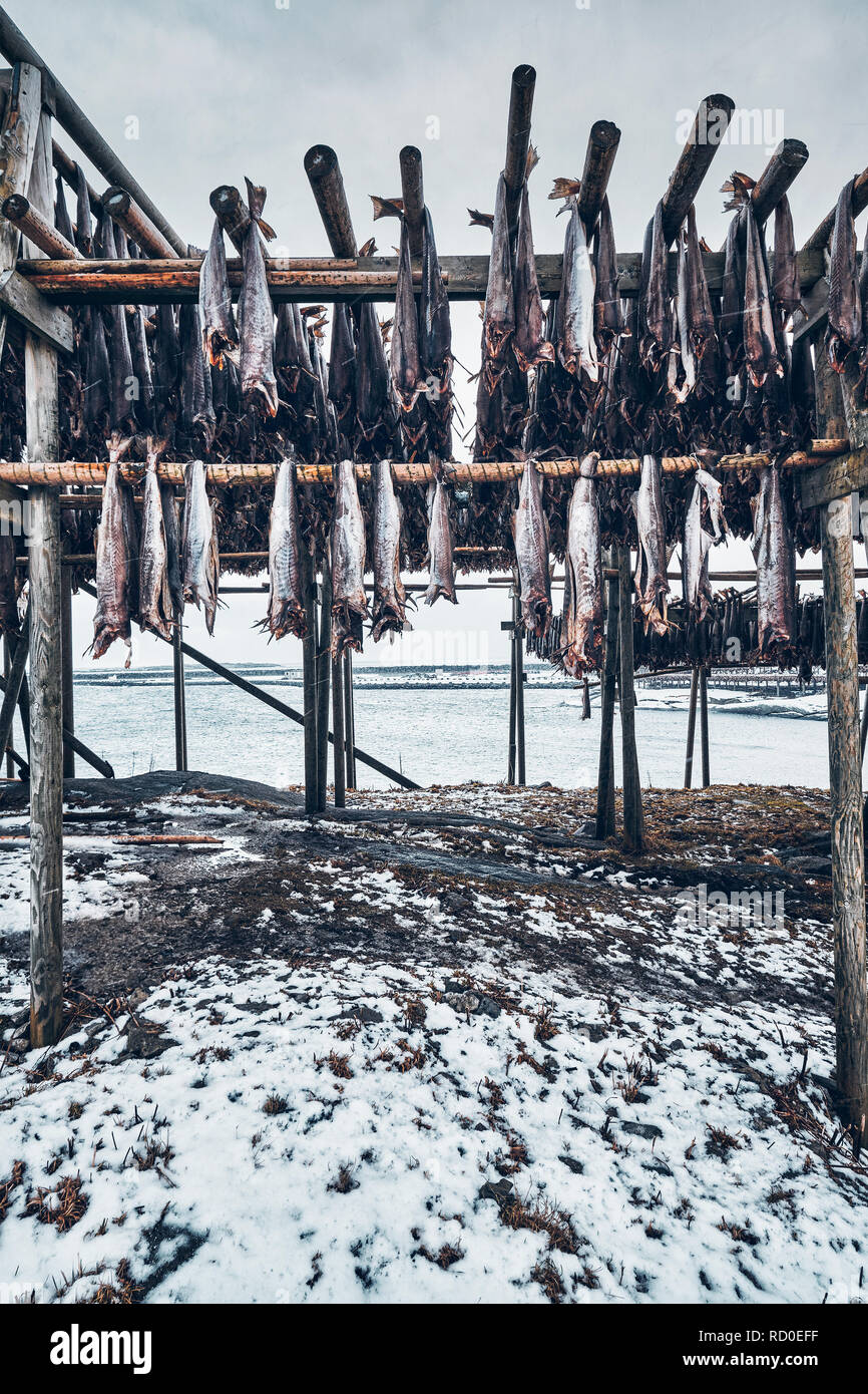 Drying flakes for stockfish cod fish in winter. Lofoten islands Stock ...