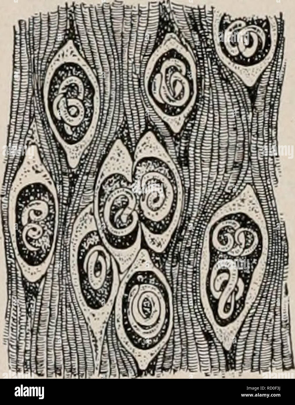 Rats eating insect hi-res stock photography and images - Alamy