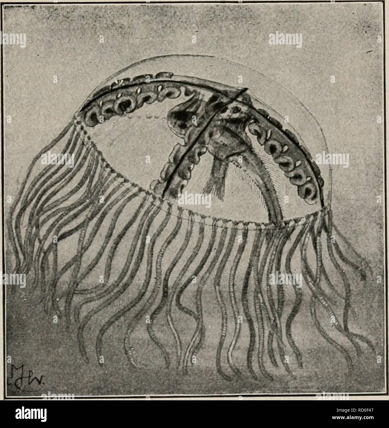 Different generations of animals hi-res stock photography and images ...