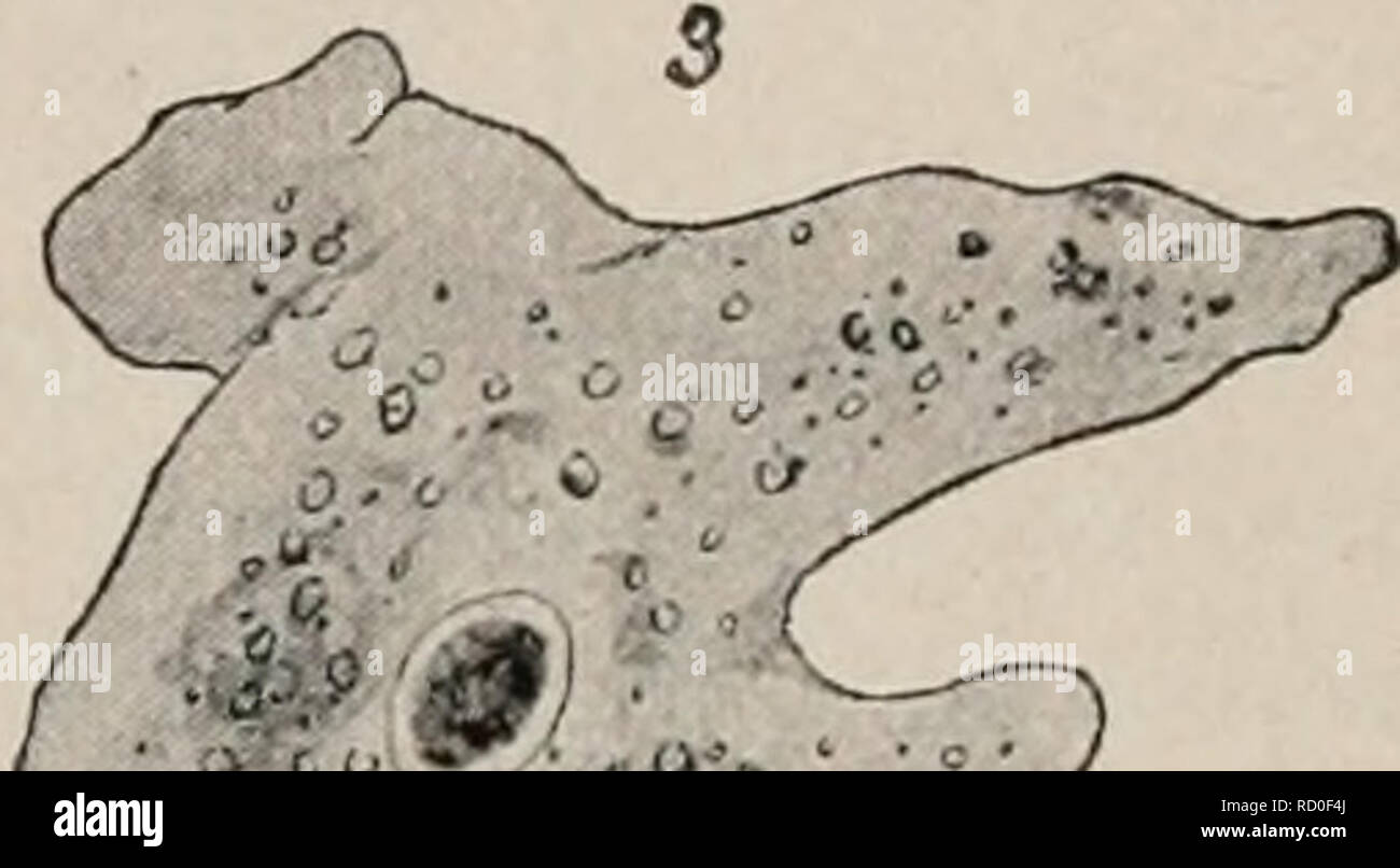 Amoeba sp hi-res stock photography and images - Alamy