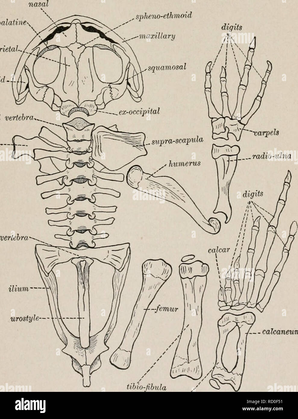Atlas Vertebra Of Frog