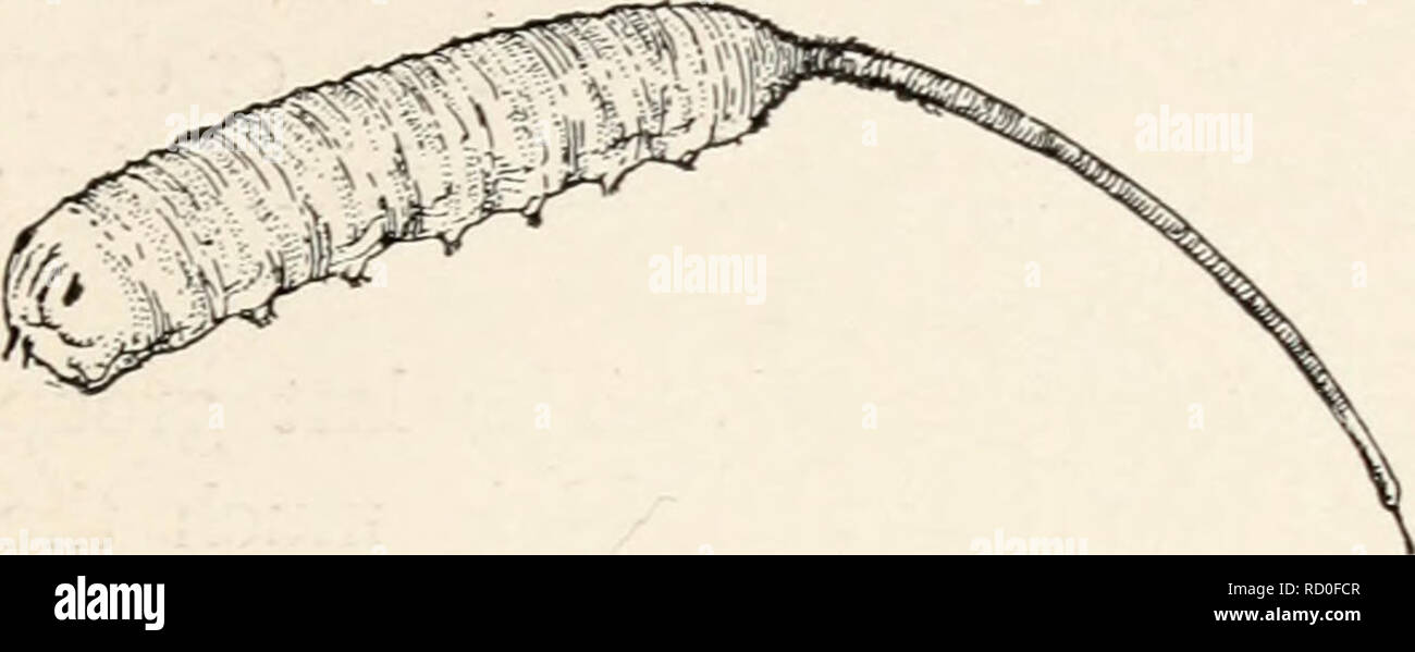 . Elementary entomology. Insects. FLIES, MOSQUITOES, AND MIDGES 233 ...