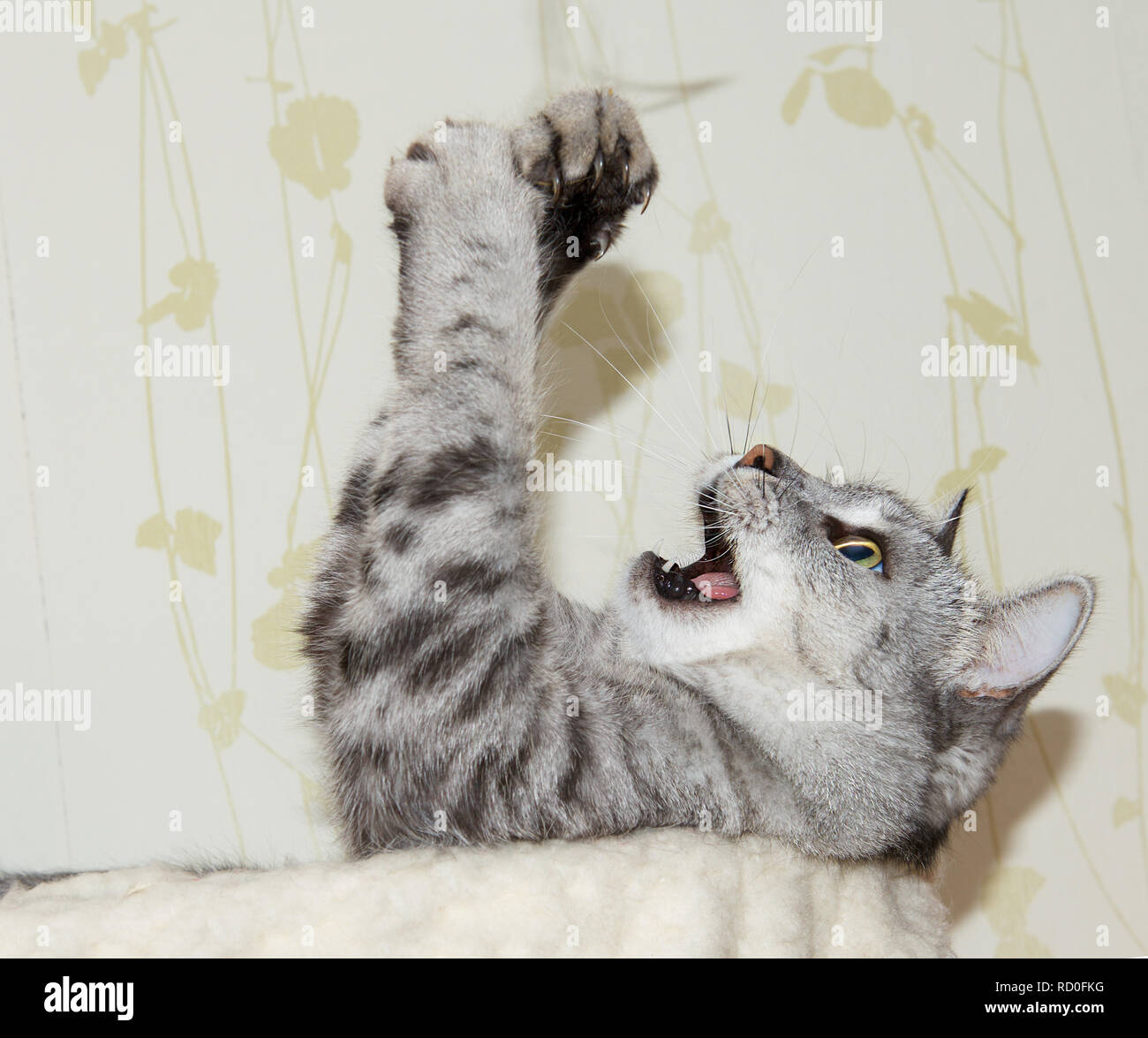 Close up portrait playing cat hi-res stock photography and images - Alamy