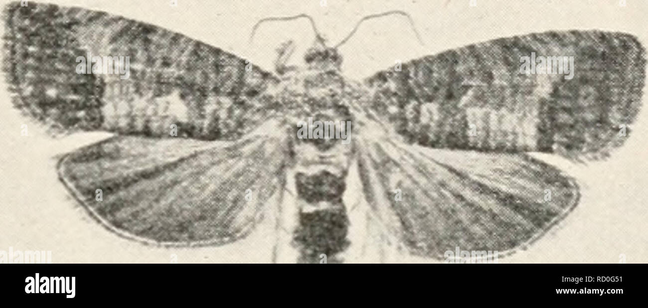 . Elementary entomology. Insects. near relative, the cherry-tree leaf ...