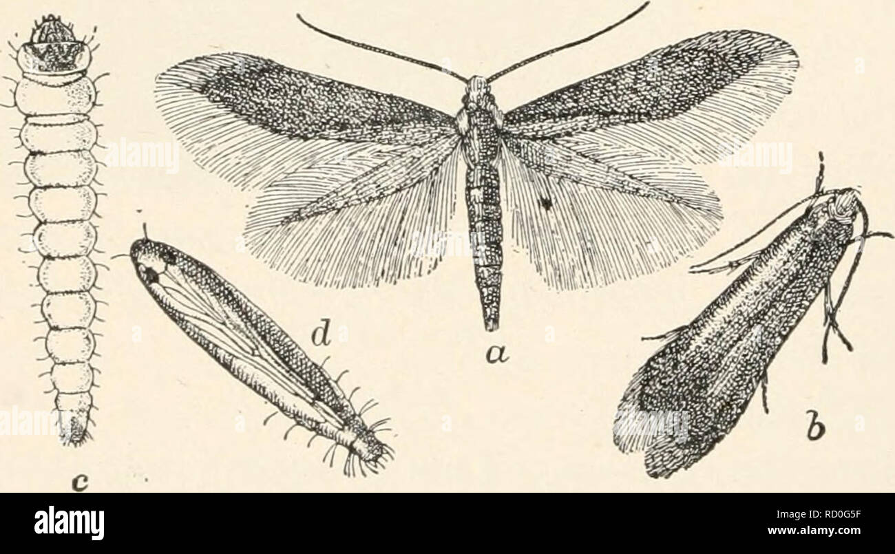 . Elementary entomology. Insects. FIG. 284. A tineid leaf-miner of the ...