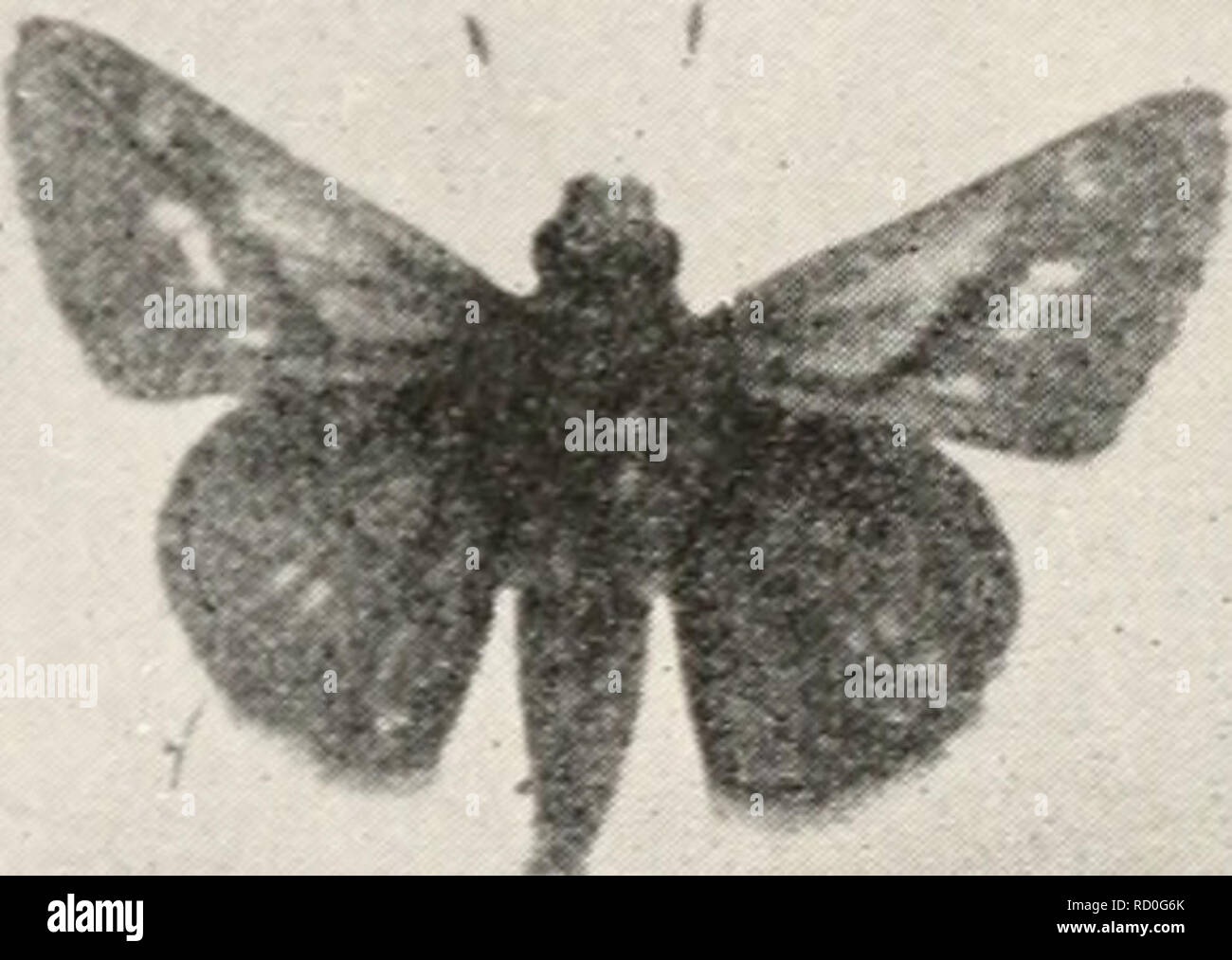 . Elementary entomology. Insects. FIG. 261. The tityrus skipper ...