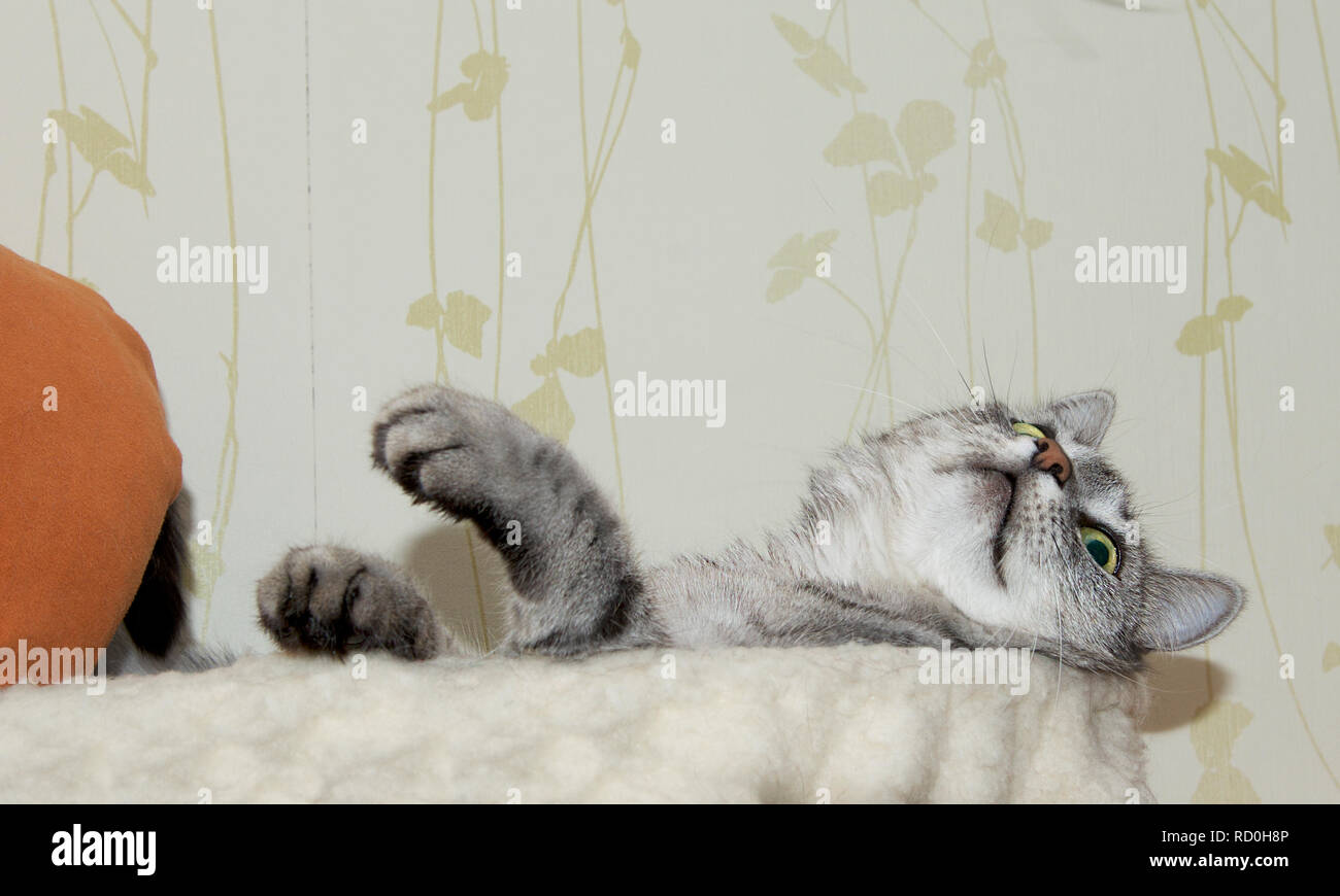 Cat lying on its back looking up Stock Photo - Alamy