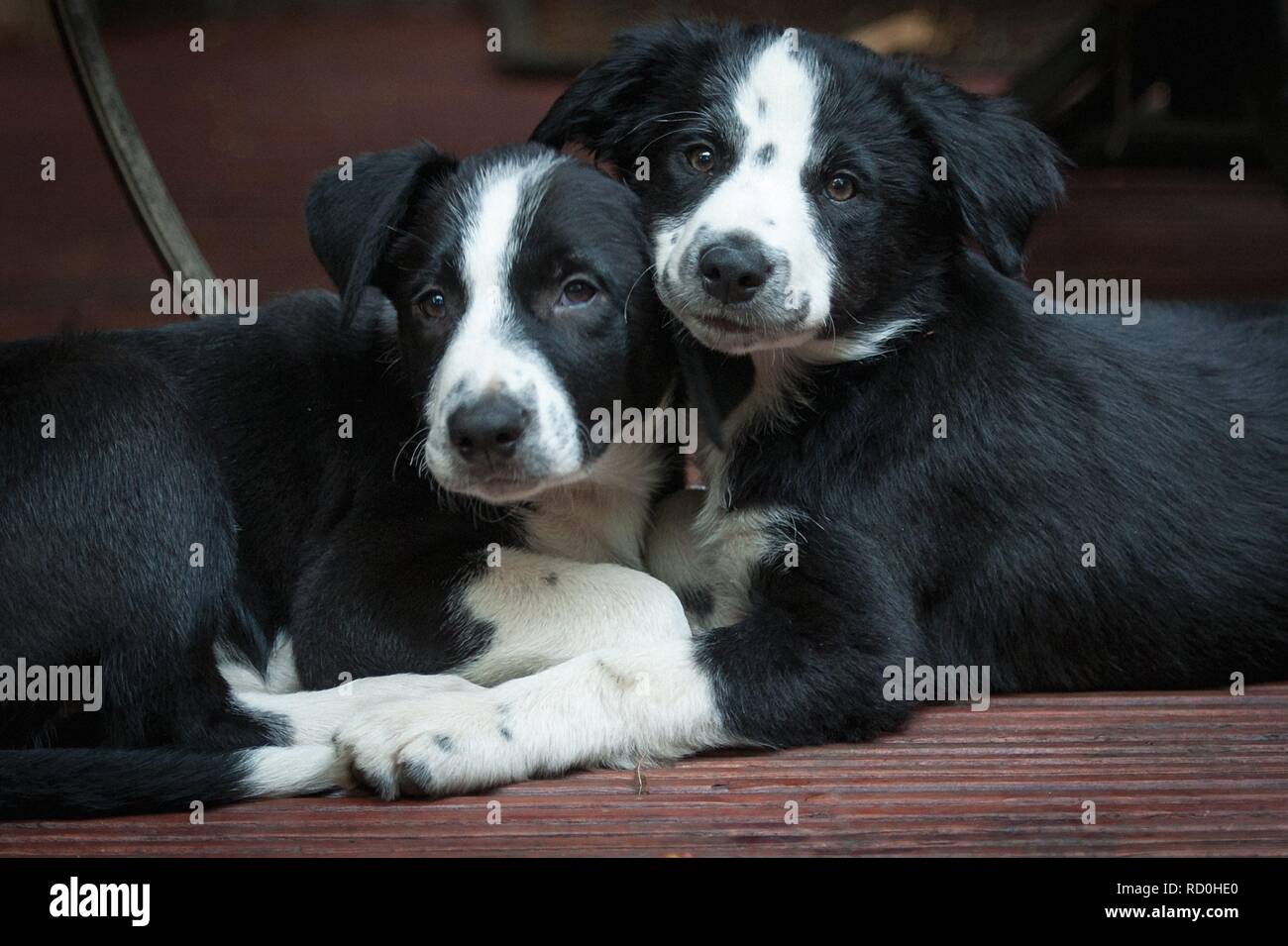 Two Border collie puppies sitting together in the garden of their new ...