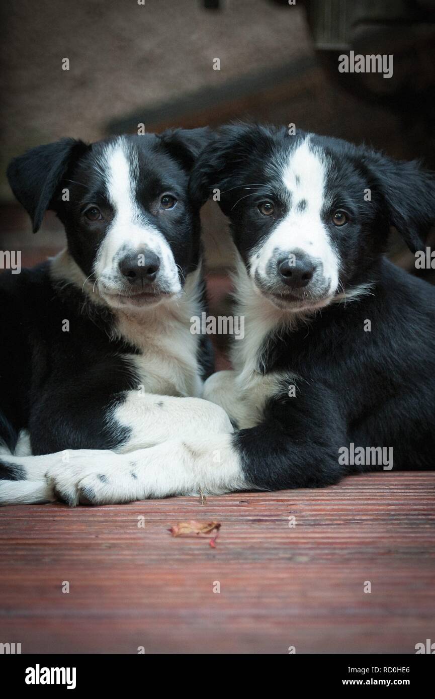 Border collie puppies hi-res stock photography and images - Alamy