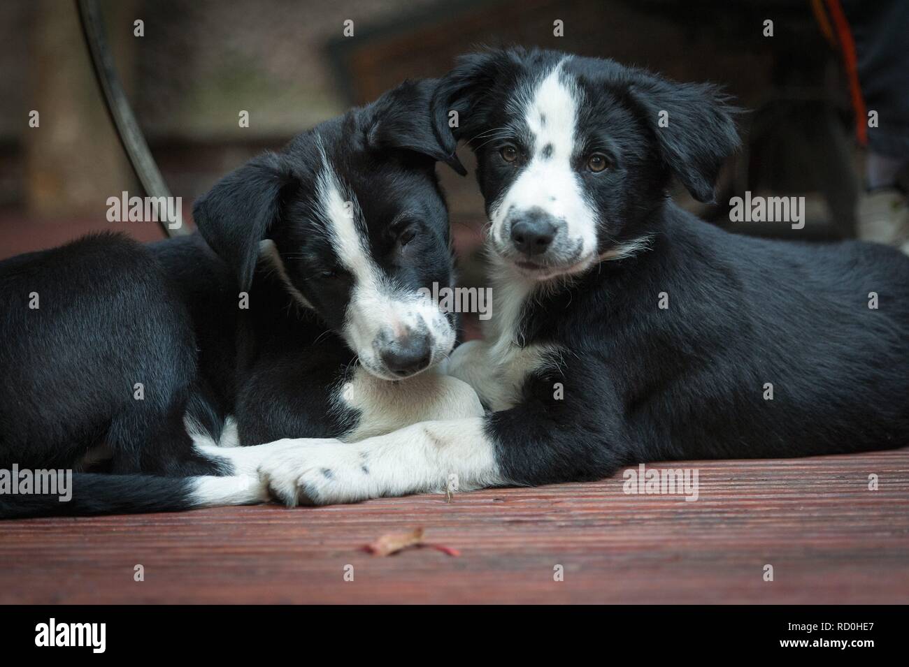 Two Border collie puppies sitting together in the garden of their new ...