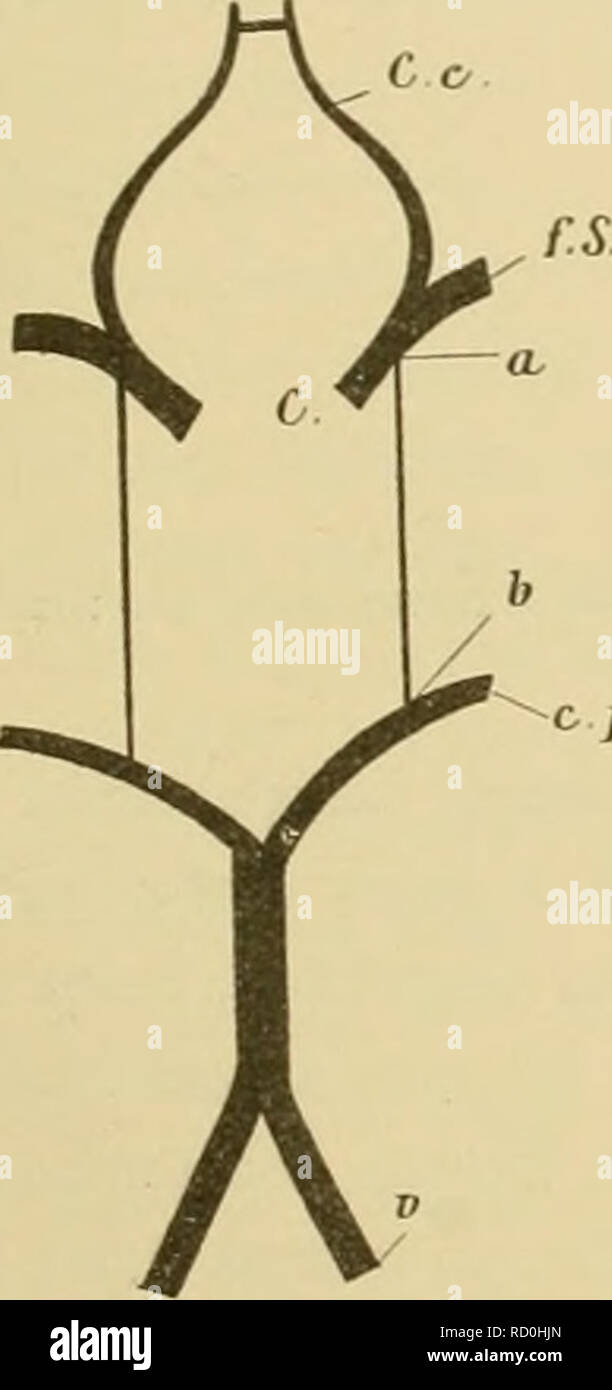 Arteria carotis interna hi-res stock photography and images - Alamy