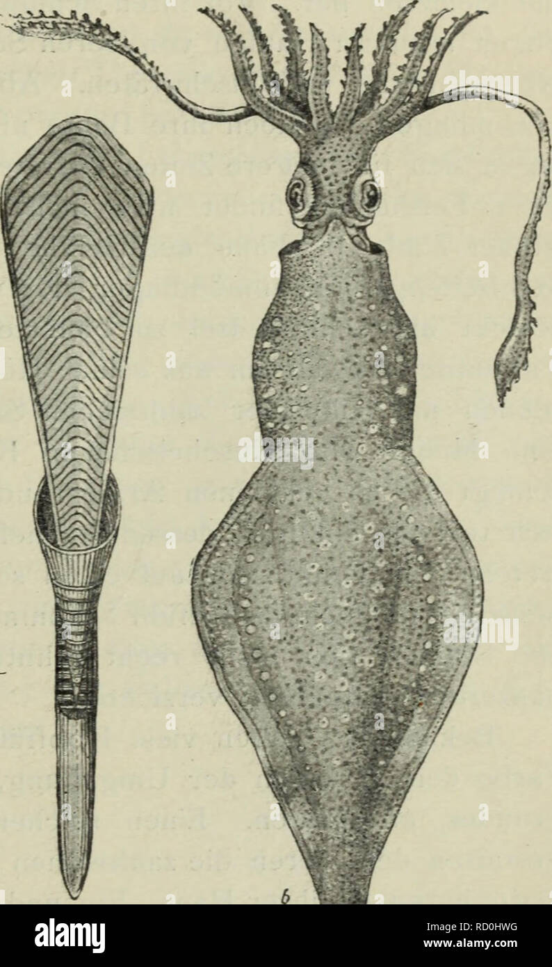 Kalmare CALAMAR MITTEL "FRISCH" Calamari | BEST FOODS HUNTER