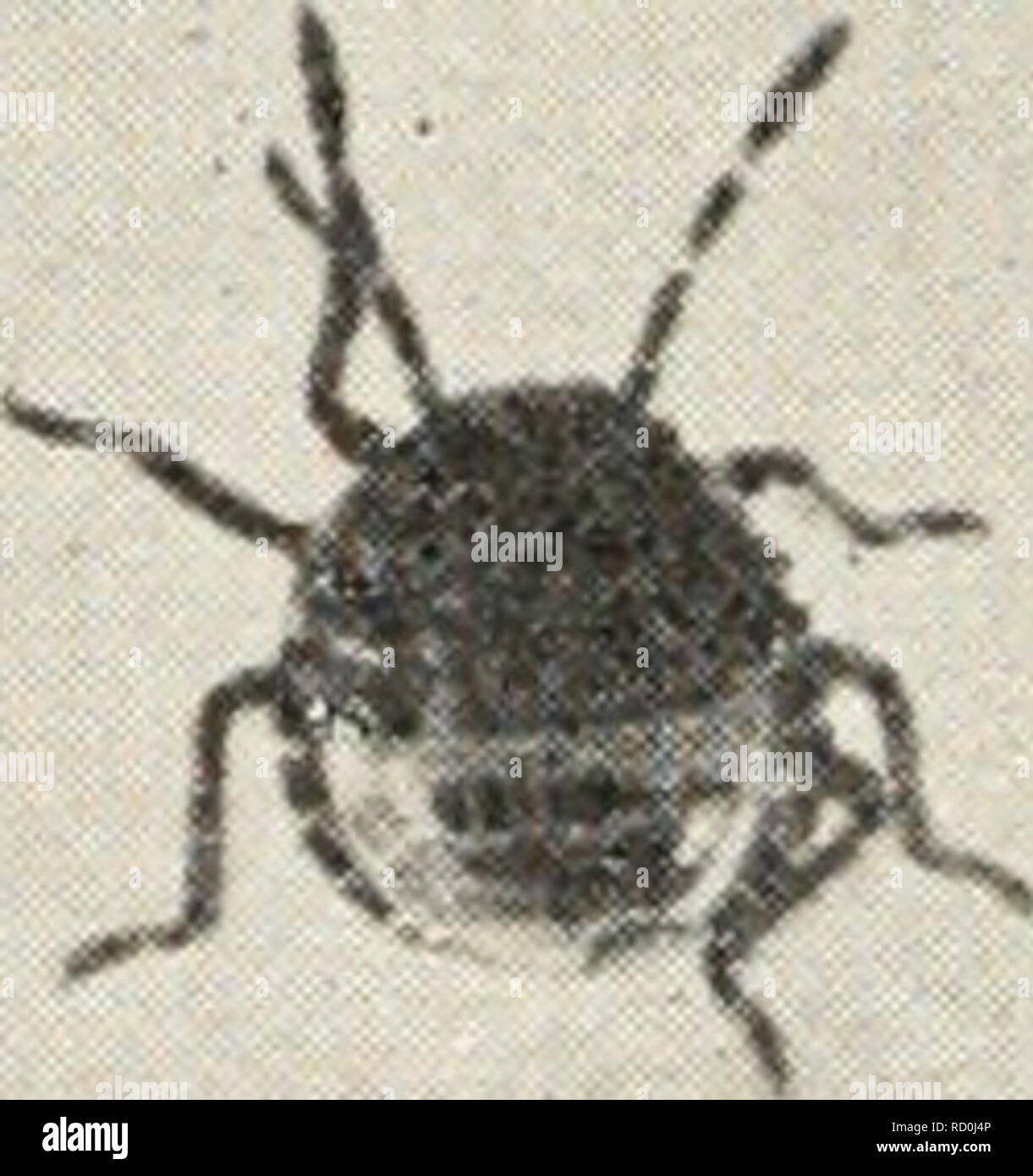 Harlequin cabbage bug hi-res stock photography and images - Alamy