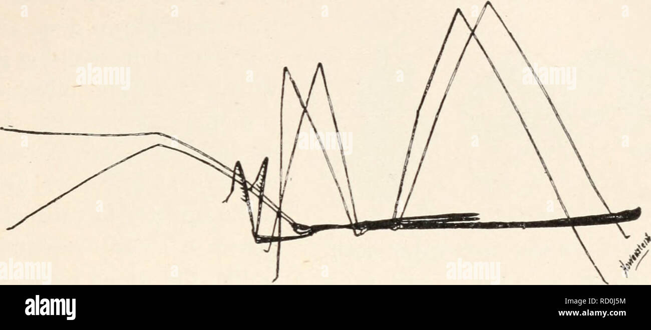 Kissing bug nymph hi-res stock photography and images - Alamy