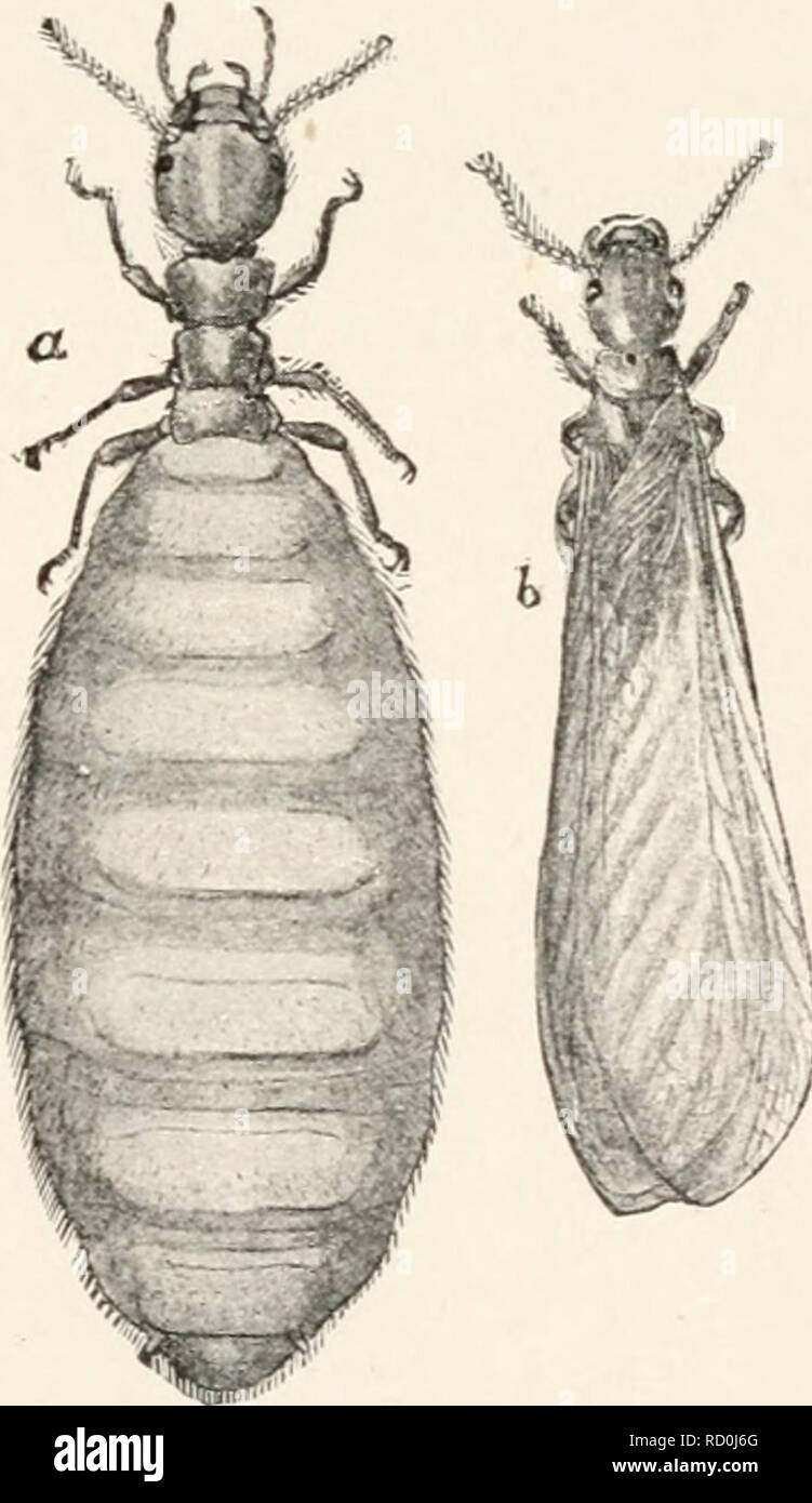 Book lice hi-res stock photography and images - Alamy