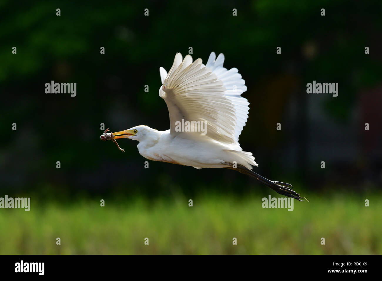 Stork with a frog in its mouth taking off, Indonesia Stock Photo - Alamy