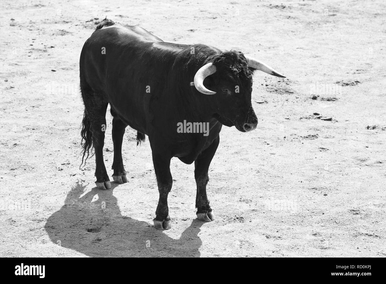Fighting bull in the arena. Bullring. Toro bravo. Spain. Horizontal ...