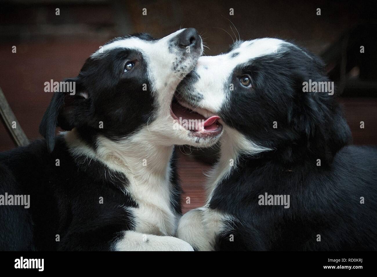 Two Border collie puppies sitting together in the garden of their new ...