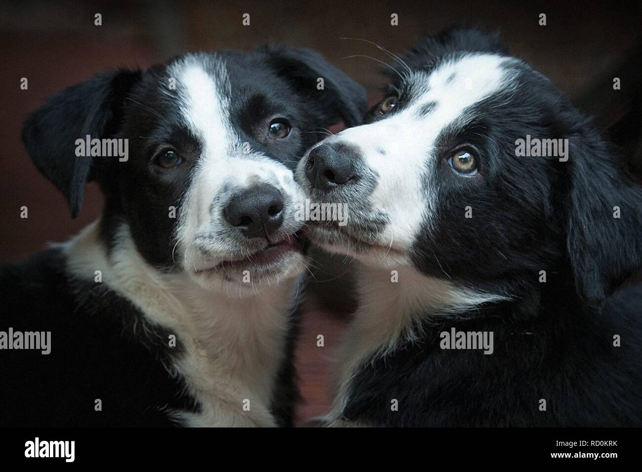 Two Border collie puppies sitting together in the garden of their new ...